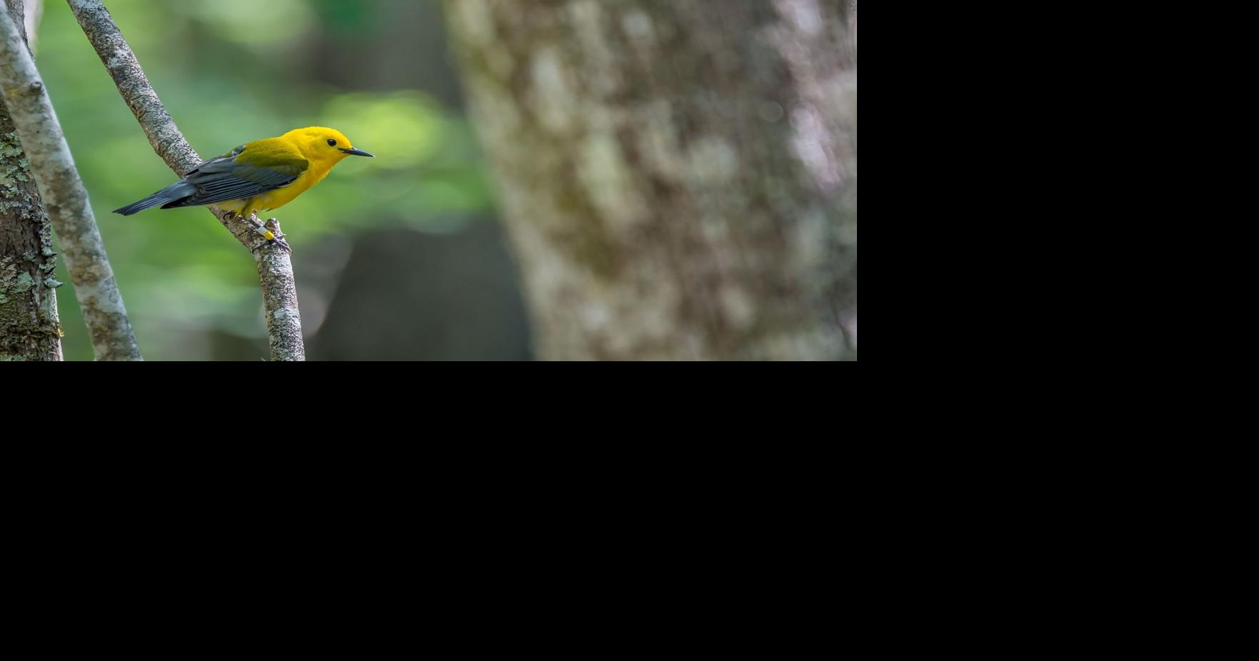 SC swamp warbler migration leads to dramatic study discovery