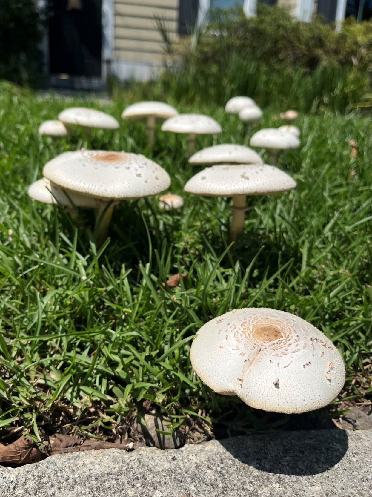 Mushrooms pop up in South Carolina after warm August rain