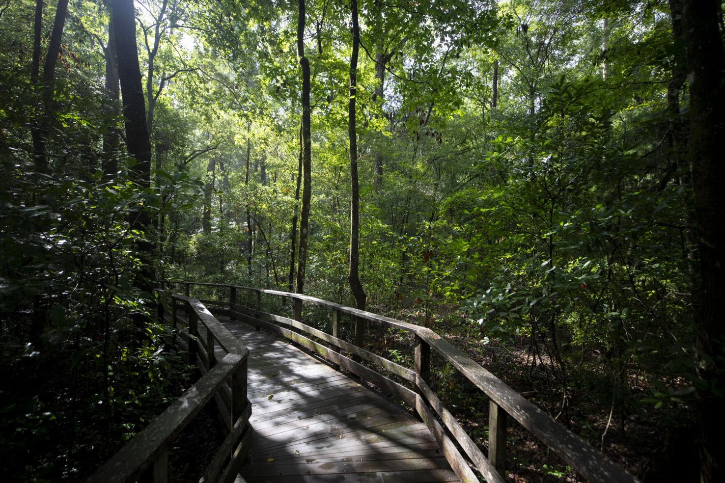 Planned power line through ancient SC forest raises alarms