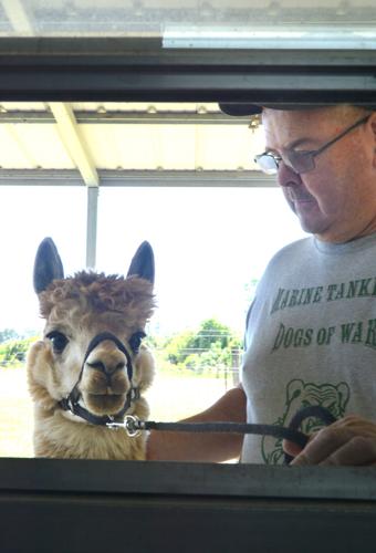 Shear madness: Retired Marine hosts annual alpaca shearing