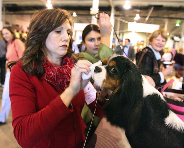 Charleston Dog Show | News | postandcourier.com
