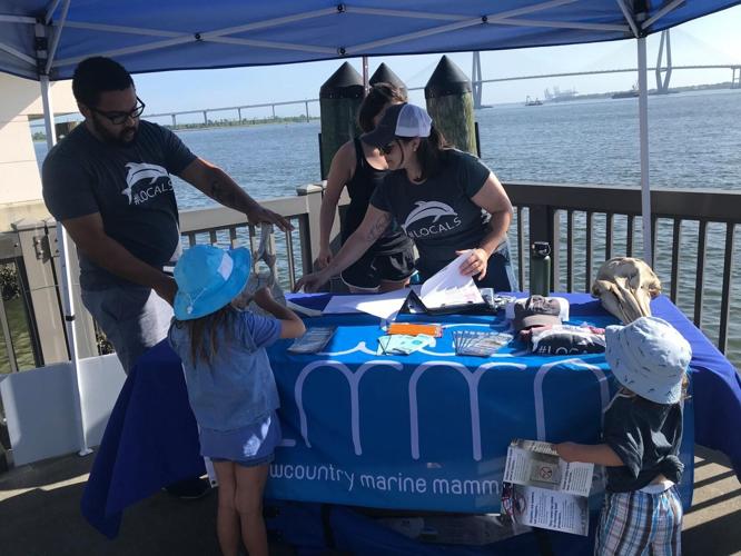 Dolphin Count invites community to learn about local dolphins