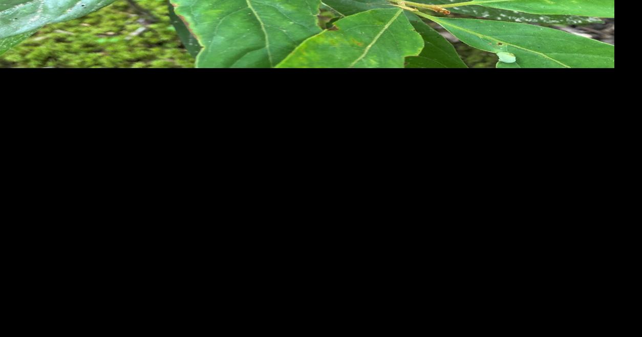 ECOVIEWS: What is happening with red bay laurel?