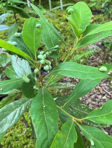 ECOVIEWS: What is happening with red bay laurel?