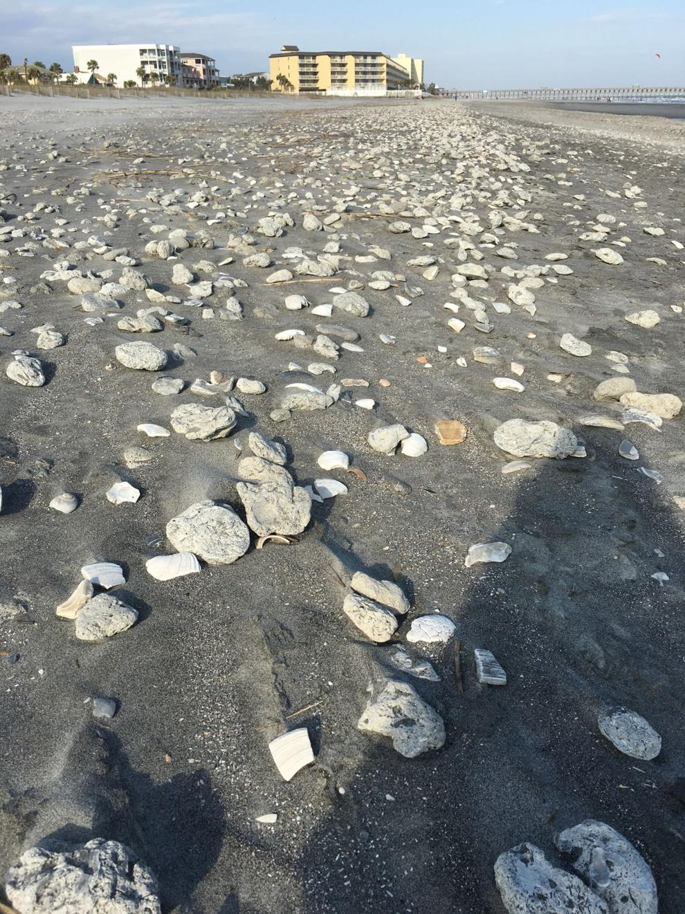 3 million-year-old oyster shell found on Folly Beach in wake of SC renourishment project | News ...