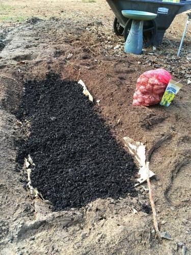 AIKEN MASTER GARDENERS: Some bulbs can provide spring color in the ...