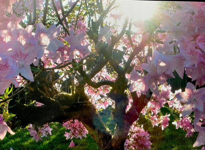 Flowertown Festival sprouts again in Summerville