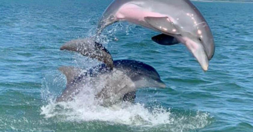 ECOVIEWS: What's the difference between a porpoise and a dolphin ...