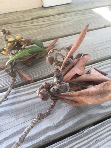 If you can avoid 'fire blight,' loquat trees are a fruitful addition to ...