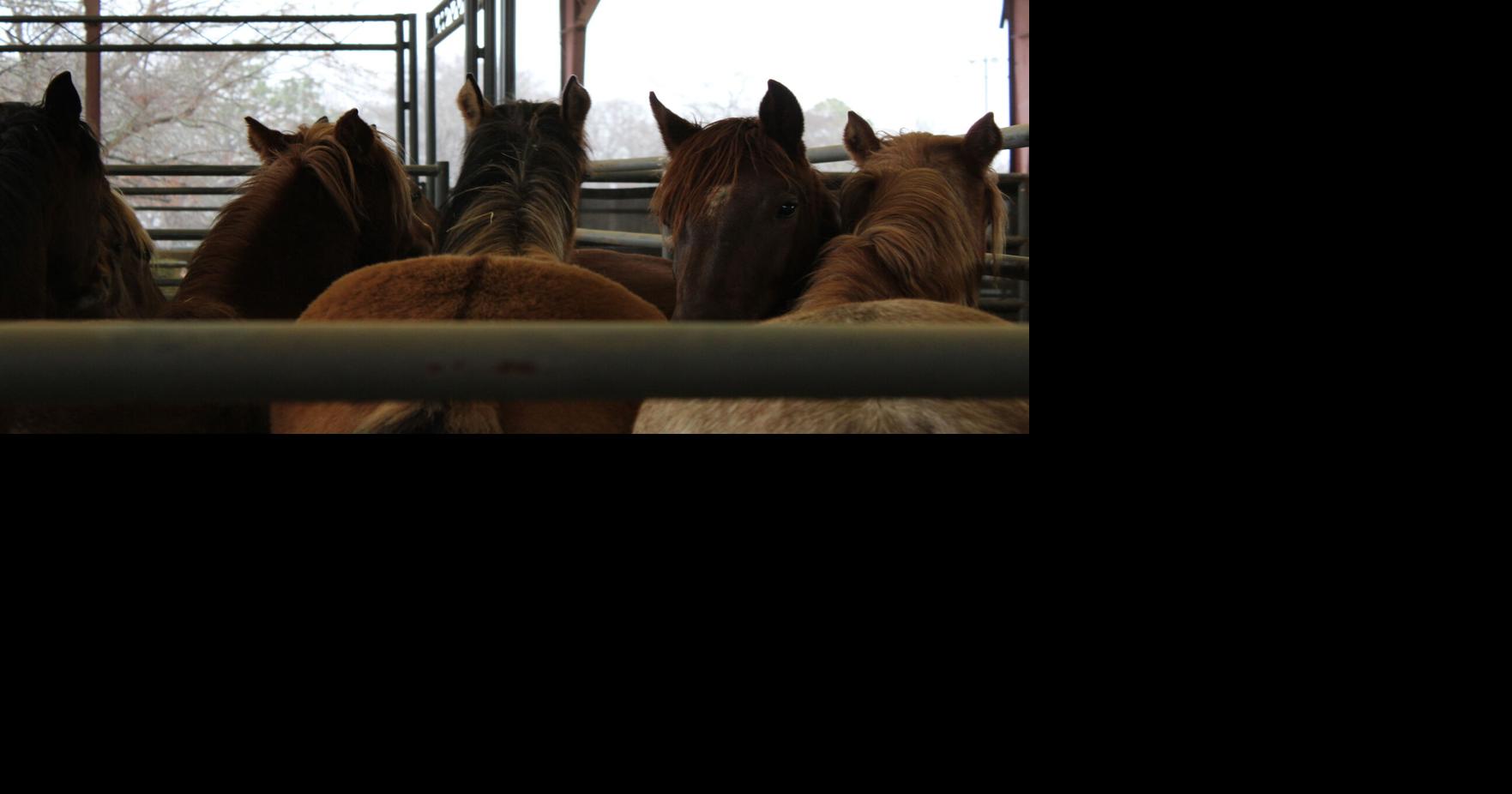 150 wild mustangs available for adoption in South Congaree