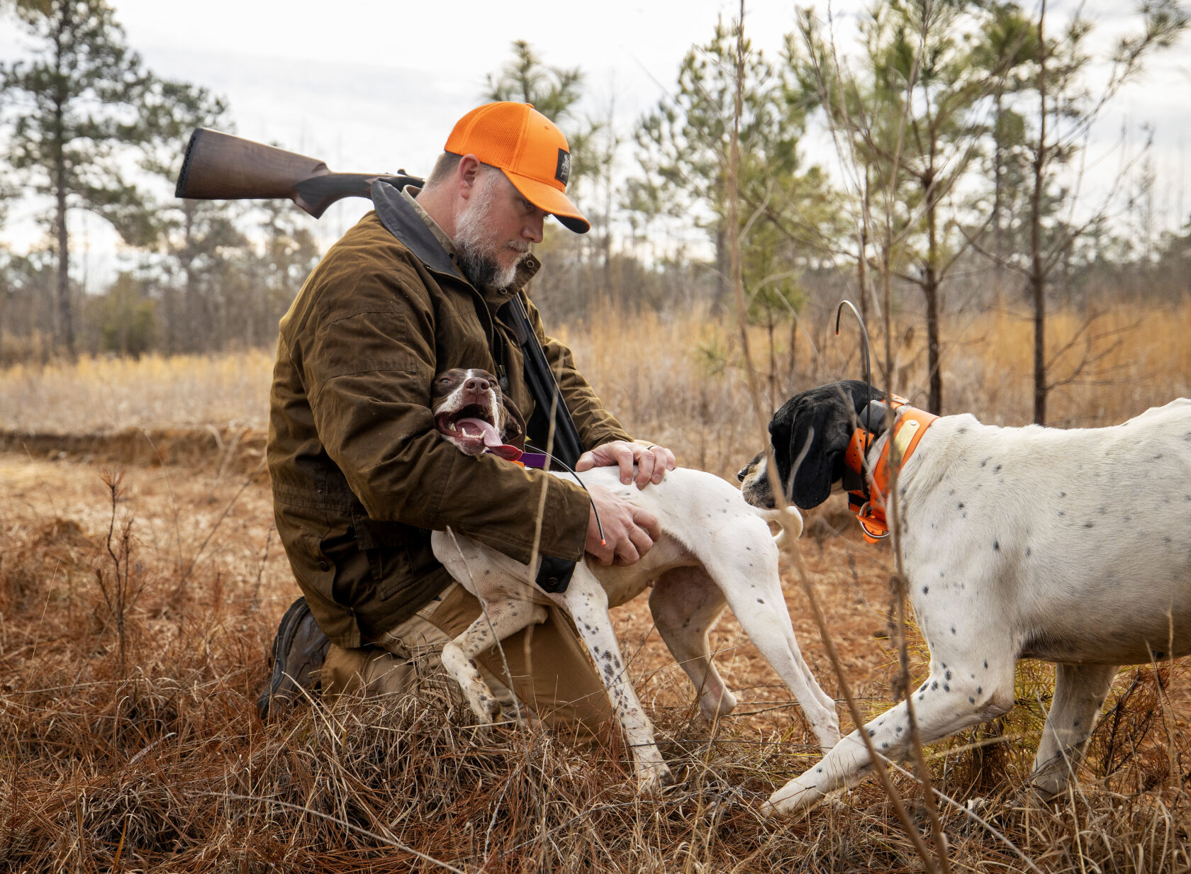 Bobwhite quail population rises; hunting tradition continues