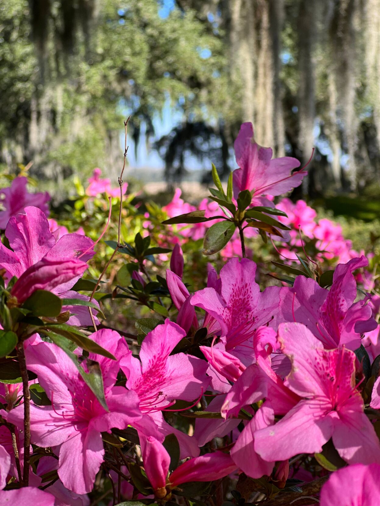 New season in bloom at Middleton Place