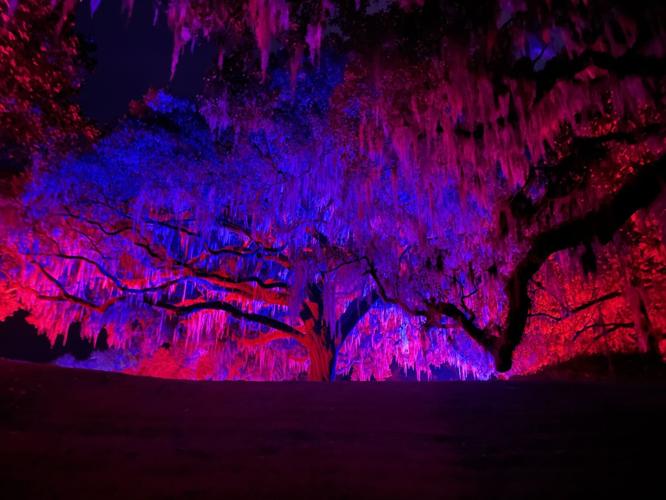 Garden Lights return to illuminate Middleton Place at night