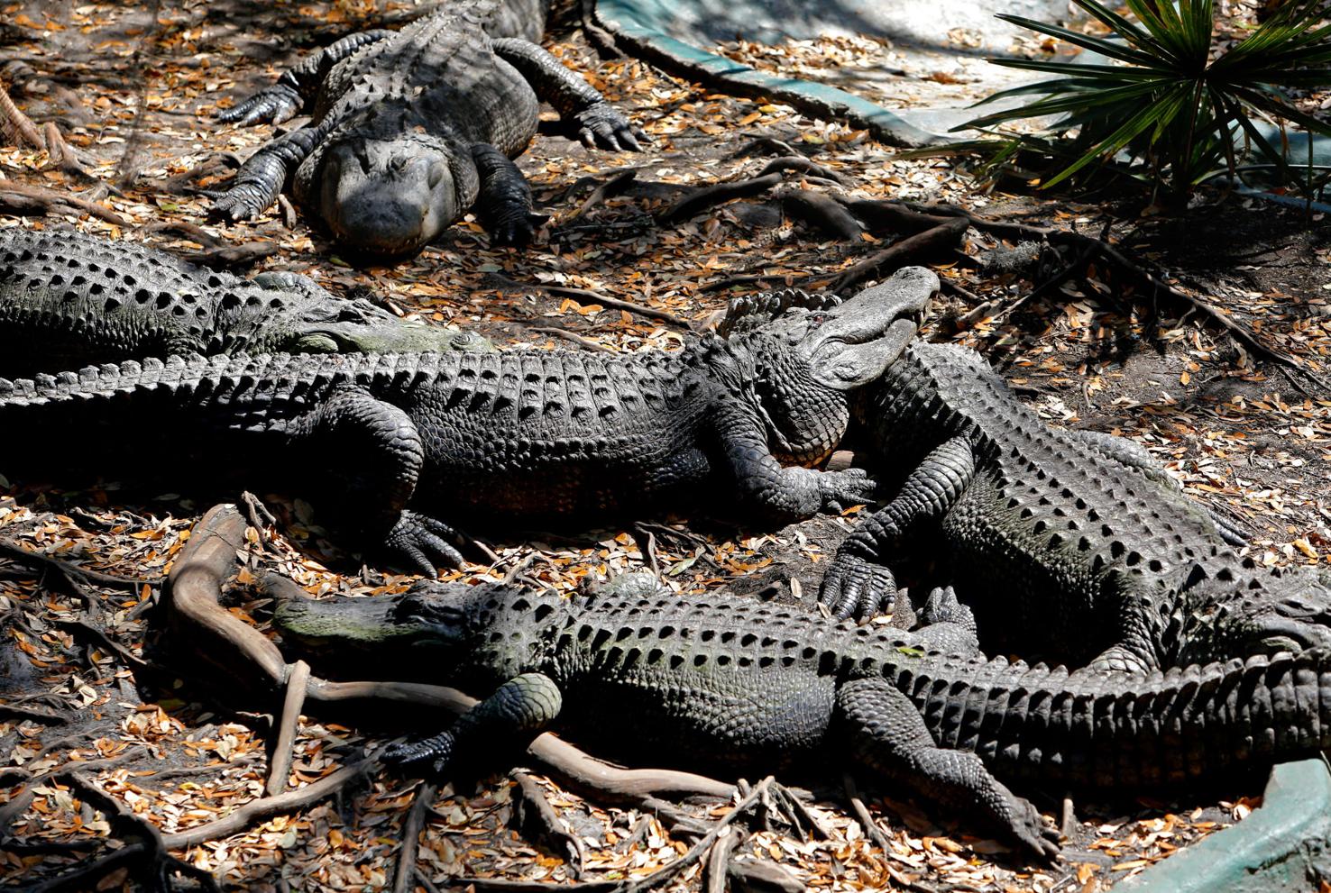 Largest alligator a fibber's tale?