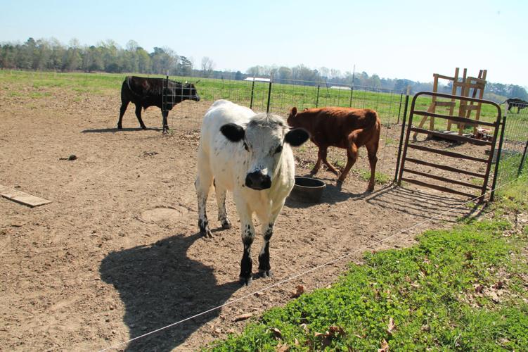 Farmer of the Year represents new generation of farming