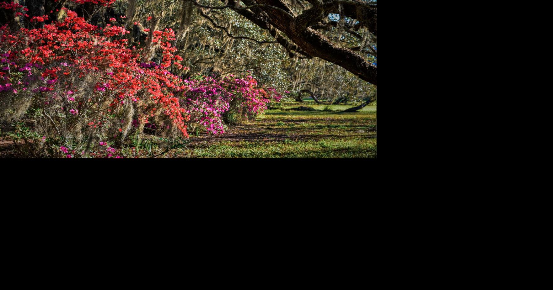 Lowcountry Landscapes: Photo of the Week | Photos | postandcourier.com