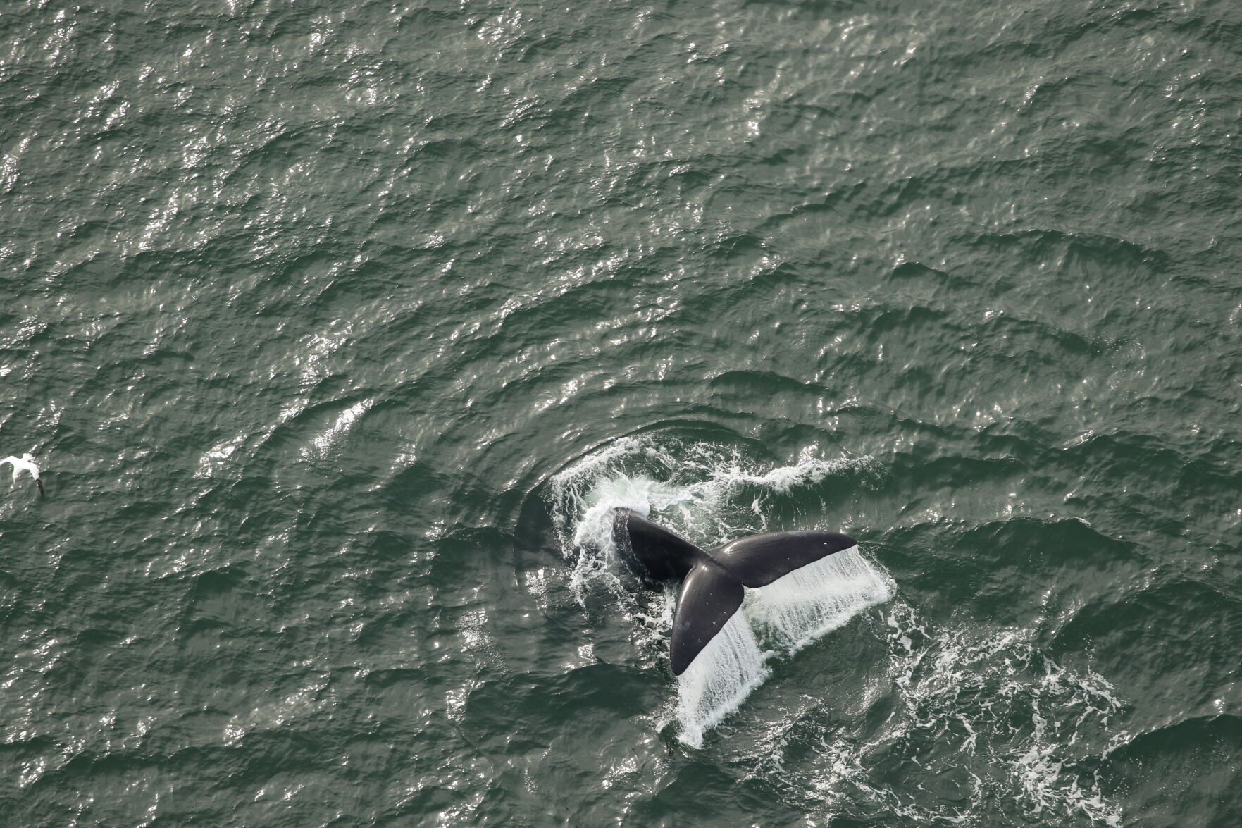 North Atlantic Right Whales see slow population growth