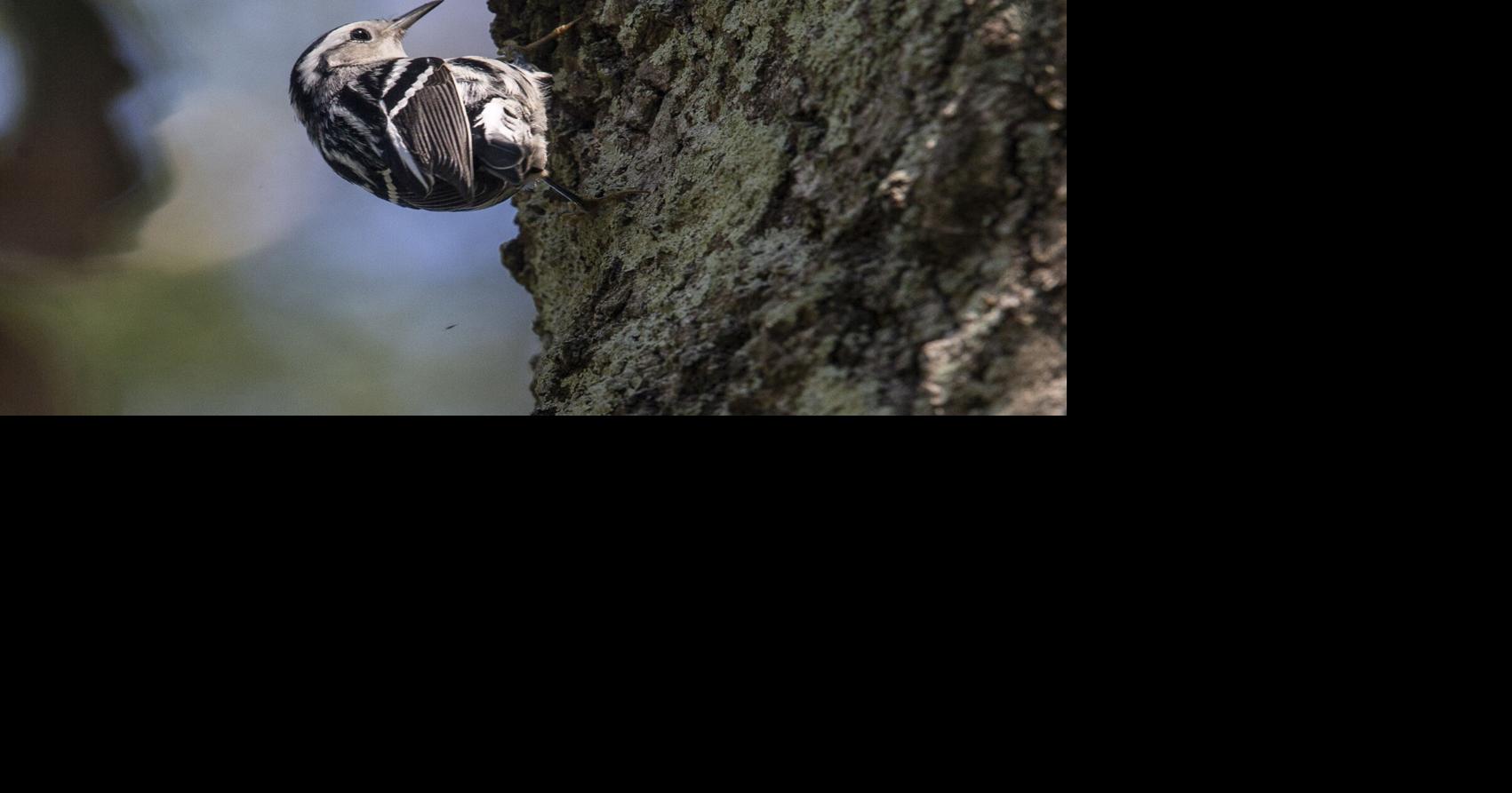 Backyard sanctuaries provide food, shelter and critical habitat for SC ...