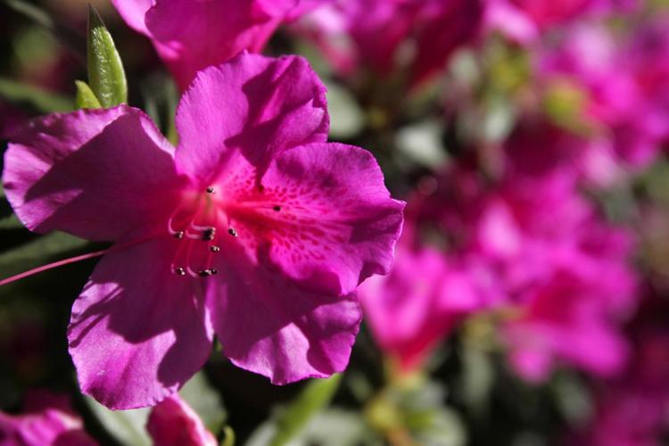 Flowertown Festival celebrates 45 years of family fun
