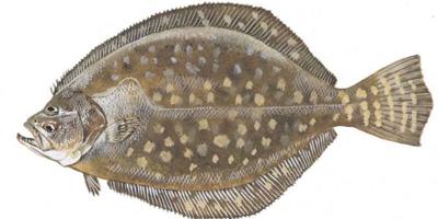 witch flounder size
