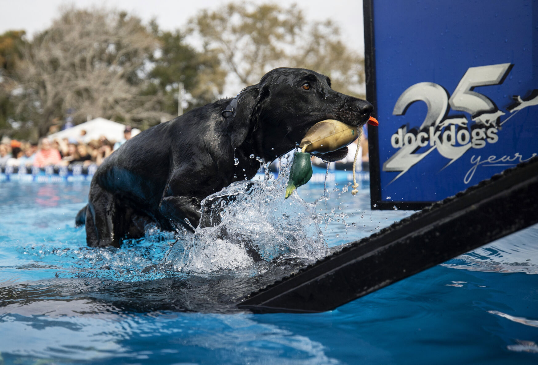 DockDogs, a beloved SEWE tradition, continues in 2025