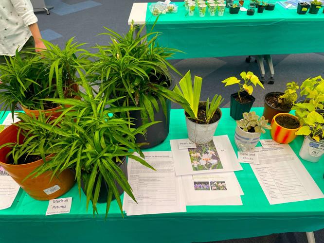 Growing green at Wando Library