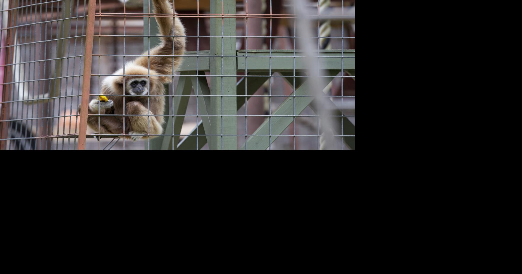 Oldest known gibbon in US celebrates 62nd birthday at Summerville preserve