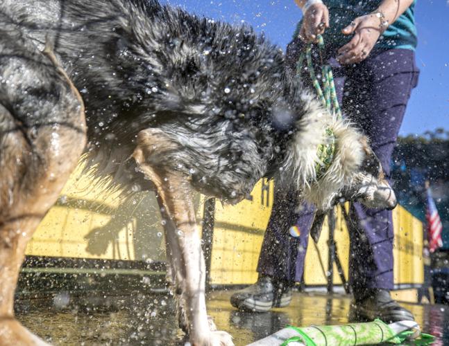 Photos: DockDogs makes a splash at SEWE