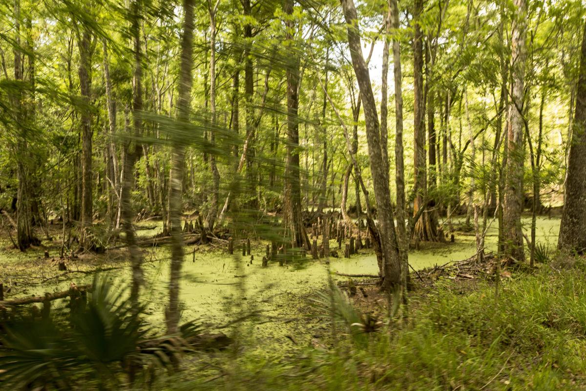 SC's forgotten phosphate industry spurred transformations at home and ...