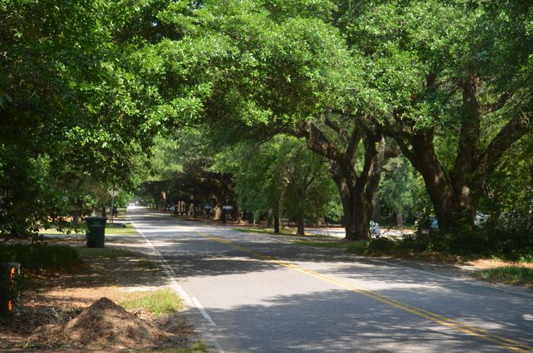 MARTI HEALY: It’s June: the trees are breathing