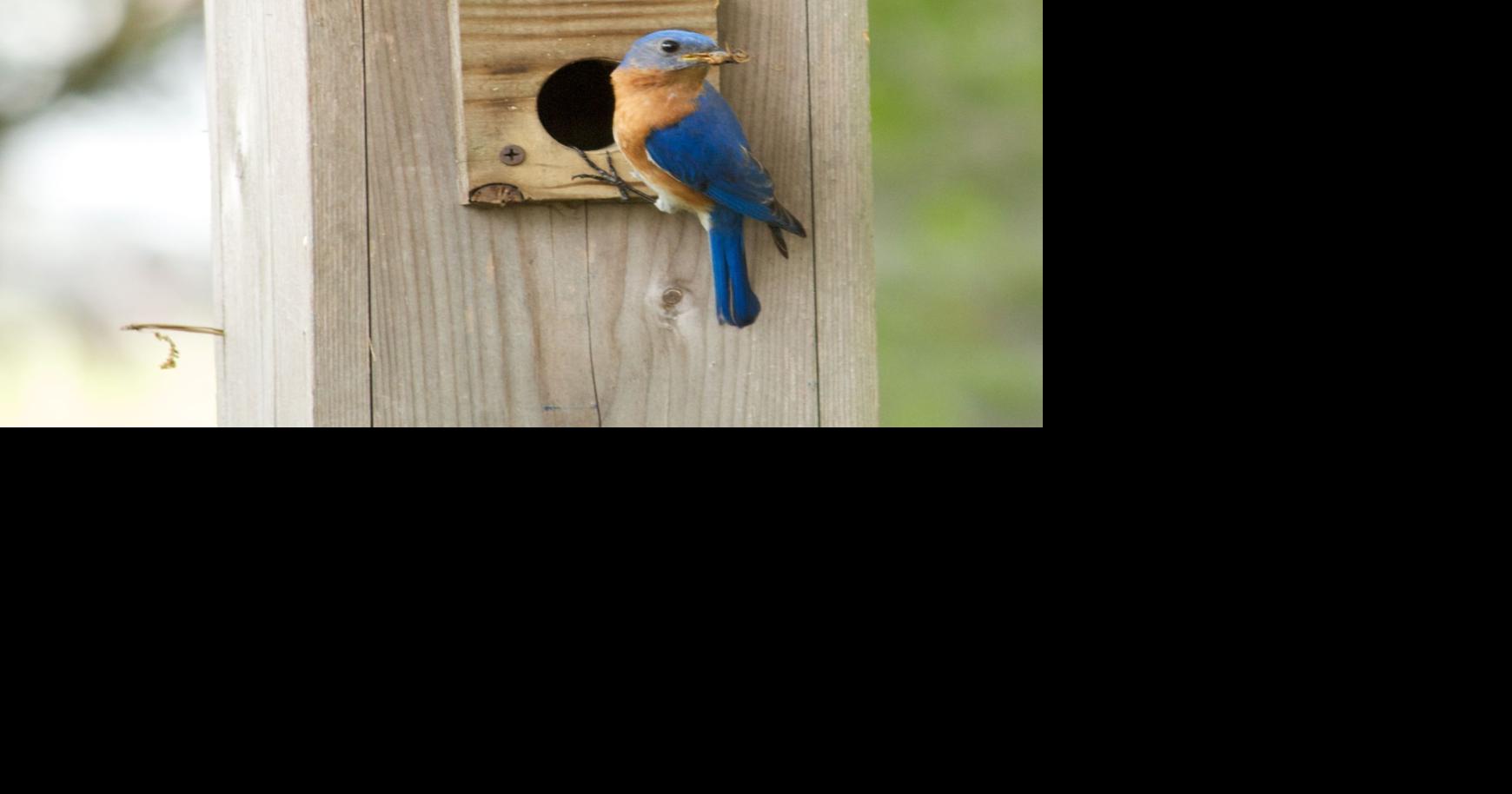 AIKEN MASTER GARDENERS: Shades of blue