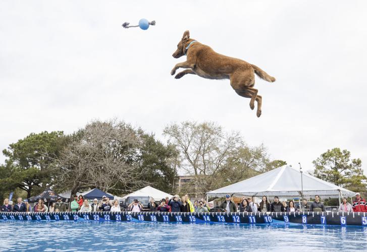 Athletic pups to convene at SEWE for annual DockDogs competition ...