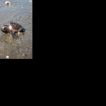 SC beach town helps sea turtles by installing less-distracting lights