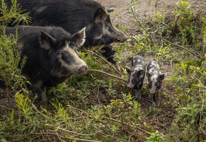 Photos: Holy City Hogs providing pork to chefs across the country