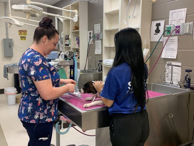 ANIMAL CONNECTION: Ways to support those who serve animals