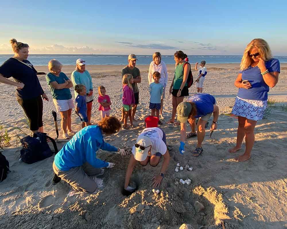 As the last hatchlings make their way to the ocean, Turtle Team ...