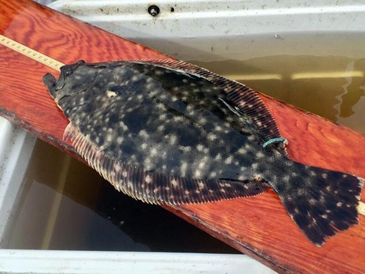SC launches program to increase Southern flounder population