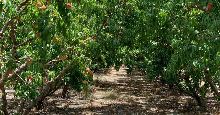 McLeod Farms peach ripe for the eating