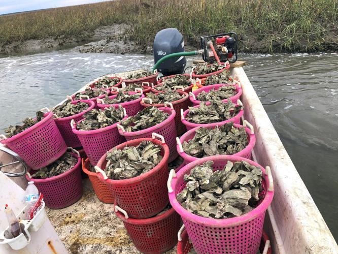 South Carolina shellfish season begins