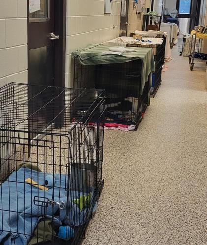 SPCA Albrecht Center offers tips for adopting a dog