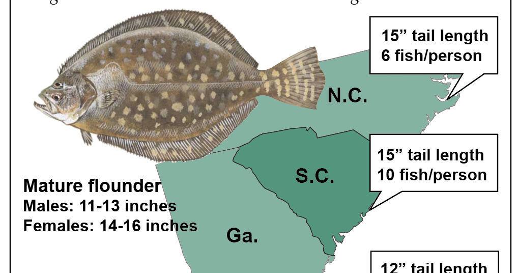 Flounder size limit bill may affect S.C. fishermen