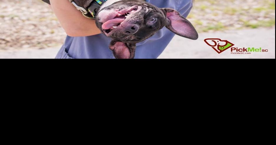ANIMAL CONNECTION: SPCA Albrecht Center for Animal Welfare joins 'Pick ...