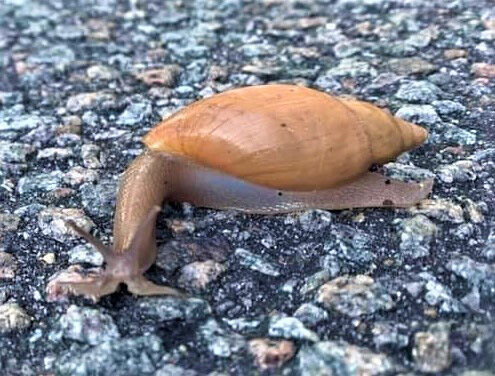 ECOVIEWS: Rosy wolfsnails are cannibals | Features | postandcourier.com