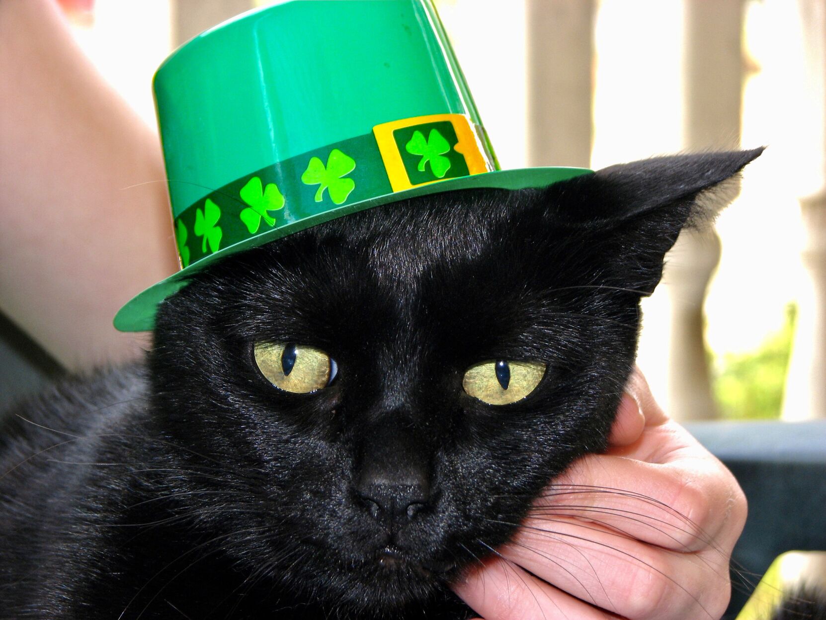 Reader photo pick of the week: St. Patrick's Day