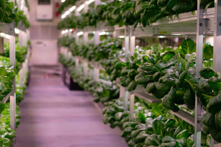 Columbia SC prison gets first-ever vertical farm program