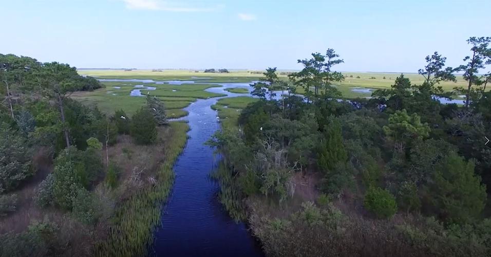 Living and breathing science: Clemson’s Baruch Institute celebrates 50 ...