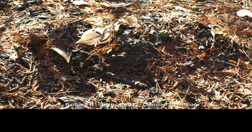 Rodent poisons not worth the risk to pets | Pet Health | postandcourier.com