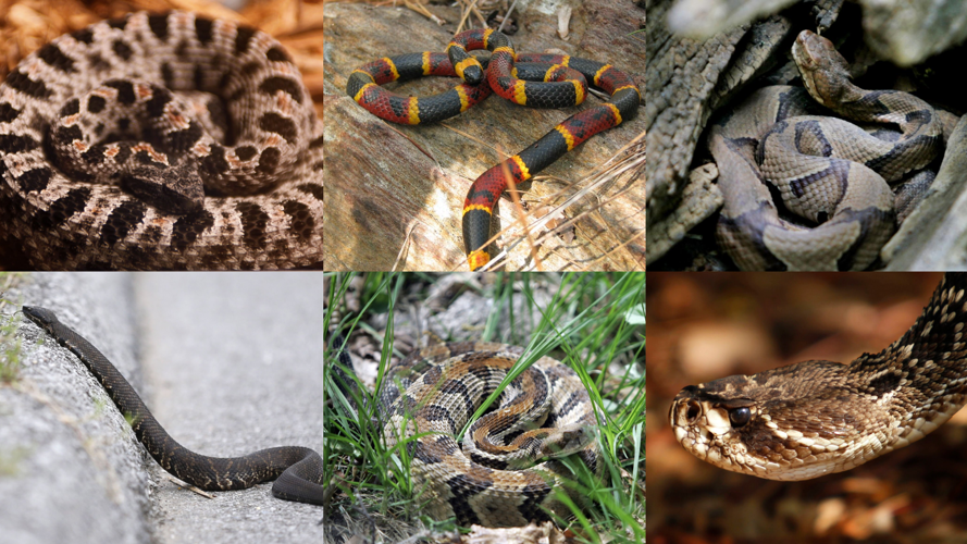 Snakes are out in SC. What to know and how to stay safe.