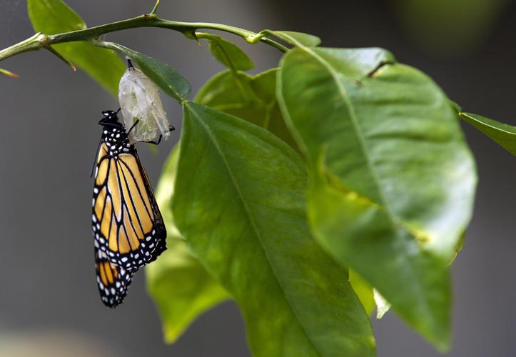 Discovery shows monarch butterflies live in SC year round, skipping ...