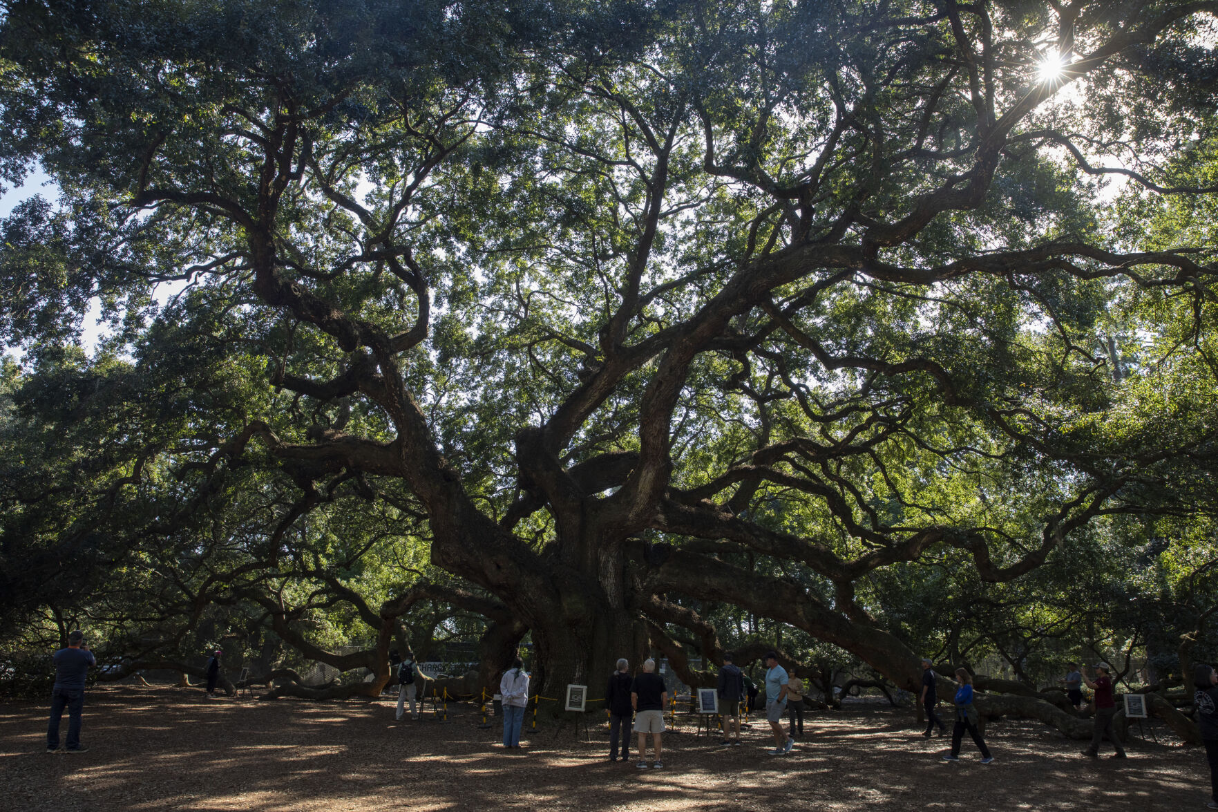 Charleston protects land around Angel Oak